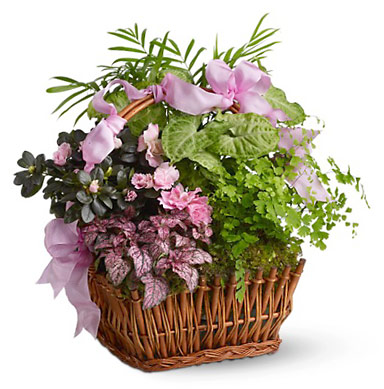 Teleflora Fruit Baskets Canada Flowers | Teleflora's Basket Of