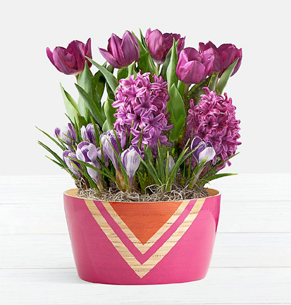 Fragrant Purple Bulb Garden - Spring Flowers