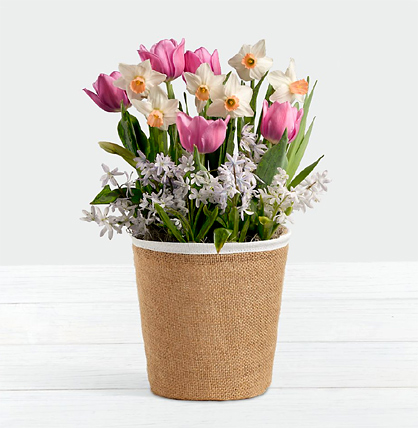 Farm Fresh Mix Spring Bulb Garden - Next Day Delivery