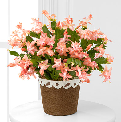 Fancy Fall Blooming Zygo Cactus - Next Day Flowers