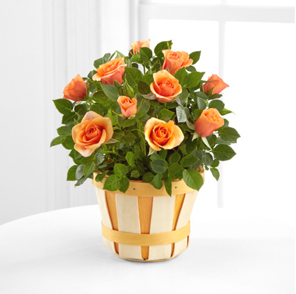Fall Fabulous Mini Orange Rose Plant - Next Day Delivery