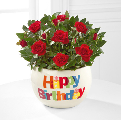 Happy Birthday Beauty Mini Rose Plant at 800Florals.com