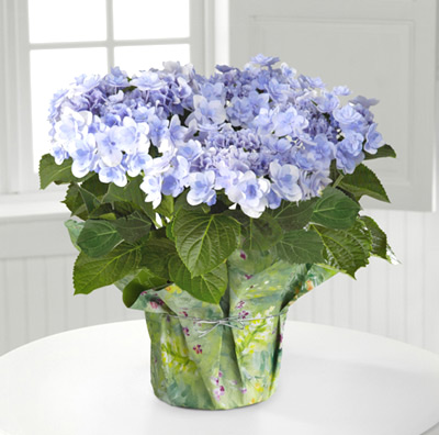 Periwinkle Blue Hydrangea Plant Gift at 1-800-FLORALS