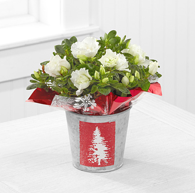 Christmas Azalea Plant Gift - Overnight Delivery