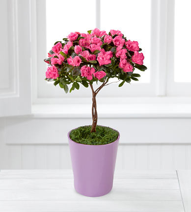 Azalea Topiary Plant - Next Day Delivery