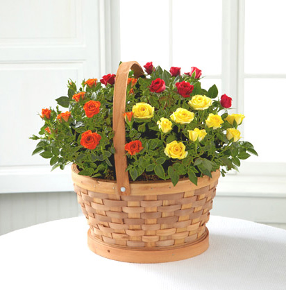 FTD Blooms of Fall Rose Garden Basket by Better Homes and Gardens