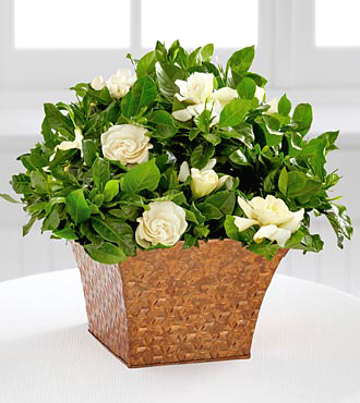 Mini Gardenia Plant - Next Day Flower Delivery