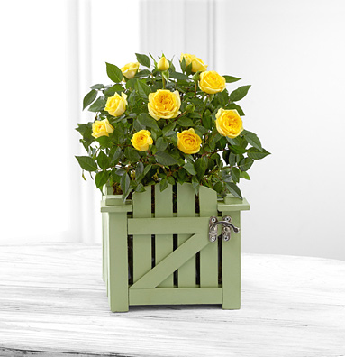 Mini Yellow Rose Plant by Next Day Air