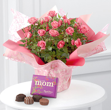 Mini Pink Rose Plant with Chocolates for Mother's Day