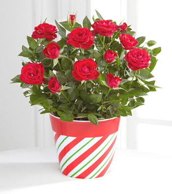 Holiday Mini Rose Plant Gift - Next Day Flower Delivery