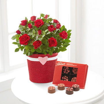 Valentines Mini Rose Plant with Chocolates