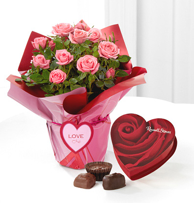 Valentines Pink Mini Rose Plant with Chocolates