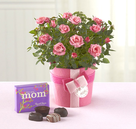 Pink Mini Rose Plant with Chocolates