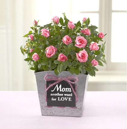 Mom is Love Mini Pink Rose Plant Gift at 800Florals