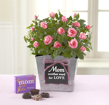 Mother's Day Mini Rose Plant with Chocolates